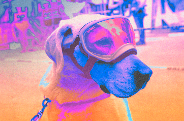 Fallece Frida, la famosa perrita rescatista de la Marina